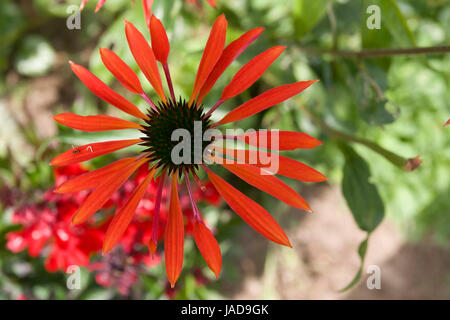 A beautiful red star shaped flower Stock Photo: 34049996 - Alamy