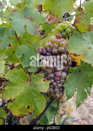 Noble rot of a wine grape, botrytised grapes Stock Photo - Alamy