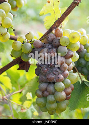 Noble rot or grey mould, Botrytis cinerea, affecting maturing grapes on ...