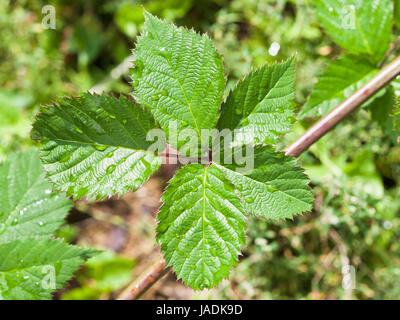 green leaves of blackberry bush after rain Stock Photo - Alamy