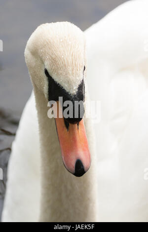 A closeup of a beautiful white swan drinking water from a clear blue ...