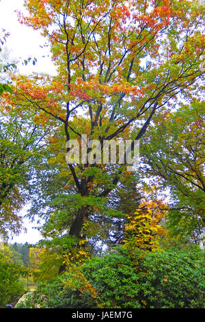 Germany, Hamburg, Autumn forest. Autumn Impression from the Saxony ...