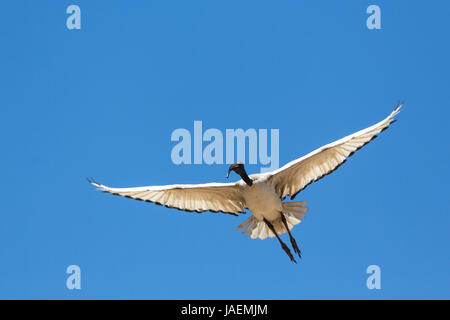 A Crane in flight frozen in mid air as it is about to land Stock Photo ...