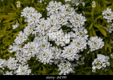 Wild candytuft, Bitter candytuft (Iberis amara), blooming in a flowerbed, Germany Stock Photo ...