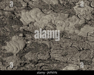 Peeling bark on trunk of sycamore tree Stock Photo - Alamy