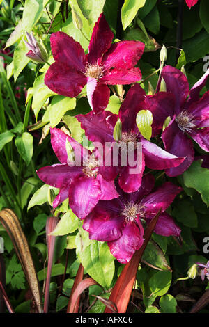 Red flowering clematis niobe Stock Photo - Alamy