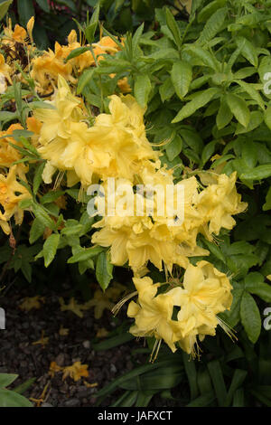 Rhododendron luteum flowers fragrant azalea Stock Photo - Alamy