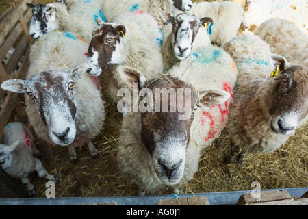 Flock of sheep in stable. High quality photography Stock Photo - Alamy