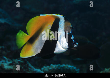 Masked bannerfish (Heniochus monoceros) Coral fish, Tropical waters ...
