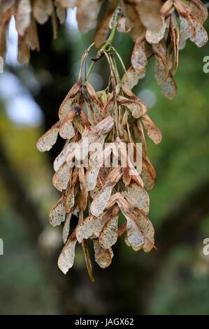 Winged seeds on a sycamore (Acer pseudoplantanus) seed dispersal Stock ...