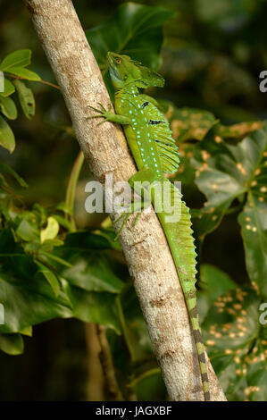 Plumed Basilisk lizard (Basiliscus plumifrons), feet and toes Stock ...
