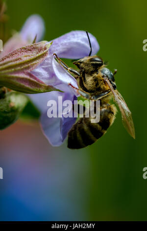 bee collecting polen Stock Photo - Alamy