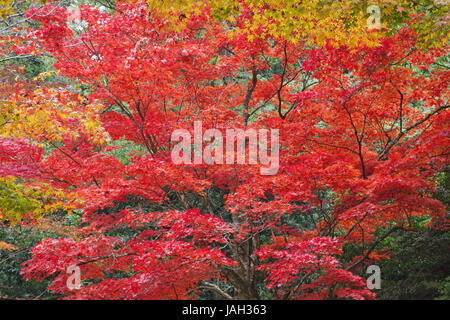 Japan,Miyajima island,Omoto park,trees,autumn foliage Stock Photo - Alamy