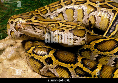Tiger's python,python molurus,adult animal,stone Stock Photo - Alamy
