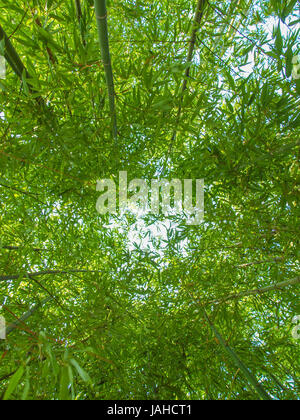 Bamboo plants forest aka Plantae Angiosperms Monocots Commelinids ...