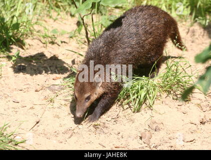 The common kusimanse (Crossarchus obscurus) is a small, diurnal ...