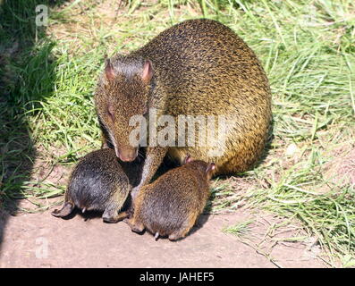 Family of South American Azara's agoutis (Dasyprocta azarae) with two ...