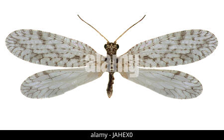 Brown Lacewing Micromus on white Background - Micromus variegatus ...