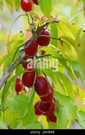 Cornus mas, Kornelkirsche, European cornel, standart tree Stock Photo ...
