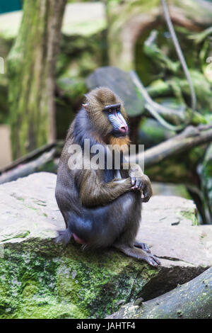 Full body of male drill, Mandrillus leucophaeus Stock Photo - Alamy