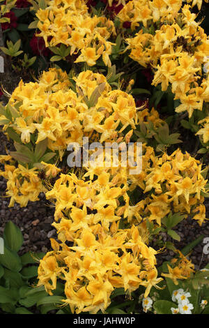 Yellow yellow azalea (Azalea pontica), Honeysuckle Azalea (Rhododendron ...