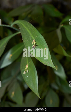 Spineless butcher's broom (Ruscus hypoglossum) flower on cladode, a ...