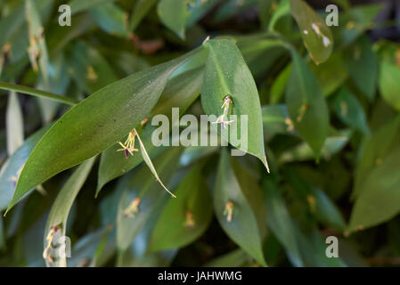 Spineless butcher's broom (Ruscus hypoglossum) flower on cladode, a ...