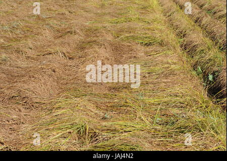 cyperus esculentus tigernuss Stock Photo - Alamy