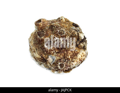 Belon oyster,European oyster,Ostrea edulis,French speciality Stock ...