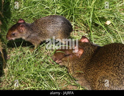 Family of South American Azara's agoutis (Dasyprocta azarae) with two ...