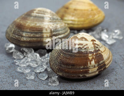 Venus's shells,venerupis sp.,E sharp Stock Photo - Alamy