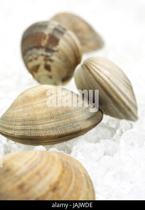 Venus's shells,venerupis sp.,E sharp Stock Photo - Alamy