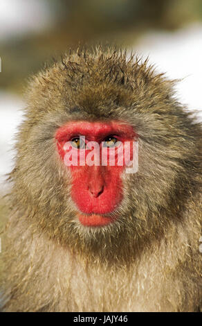portrait monkey japan portrait monkey red makak japanmakak makak ...