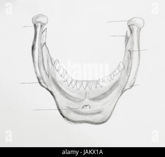 Detail of mandible pencil drawing on white paper Stock Photo - Alamy