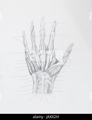 Detail of hand bones pencil drawing on white paper Stock Photo - Alamy