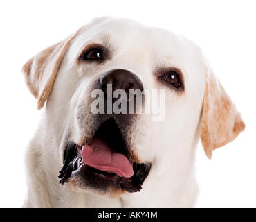 close-yp portrait of a beautiful labrador retriever breed, isolated on ...
