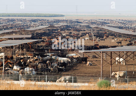 Large scale cattle farm - California USA Stock Photo - Alamy