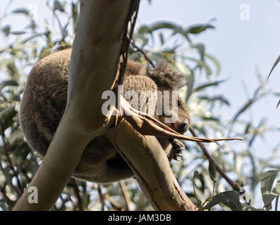 A Wild Koala Bear Sleeping, Along The Great Ocean Road Australia ...