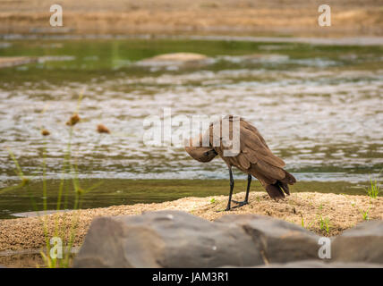 Hamerkop, Hammerhead, Scopus umbretta, preening on rock near river ...