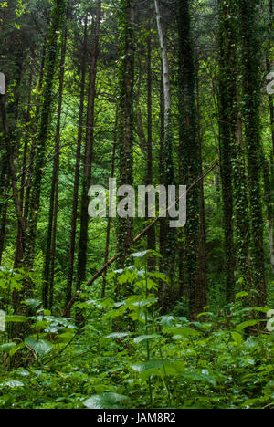 Trees in the forest overgrown with green moss Stock Photo - Alamy