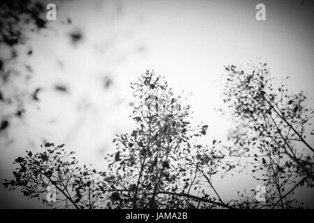 B/W Flowers in the Summer, Caversham Court Gardens Stock Photo - Alamy