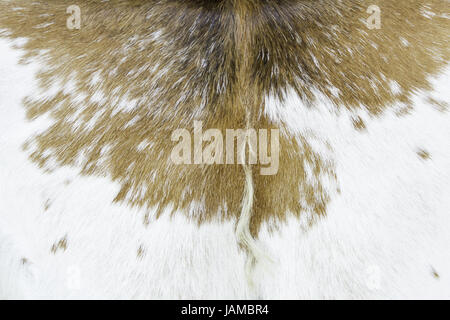 Shiny hair texture of a goat skin Stock Photo - Alamy