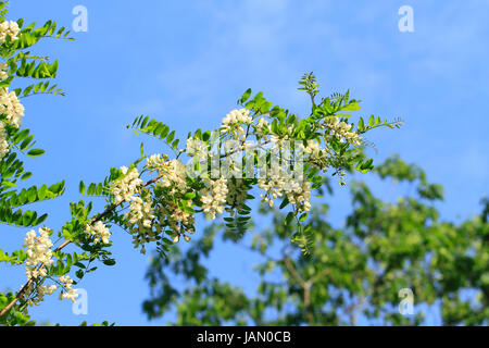 Bllüten einer Robinie (Robinia pseudoacacia) im Früsommer Stock Photo ...