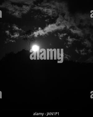 Forest of pine trees under moon and blue dark night sky with many stars ...