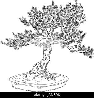 Japanese bonsai tree on black backdrop, isolated - nature 3D ...