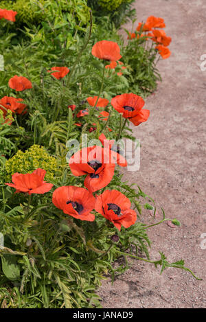 Giant ornamental Poppy flower bud with dew drops Stock Photo - Alamy