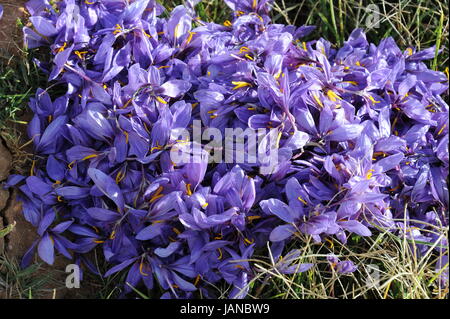 von arabischpersisch zafarān ‏زعفر??‎ „safran“ Stock Photo - Alamy