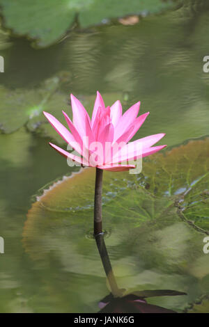 Pink lotus flower growing upright isolated on white background Stock ...