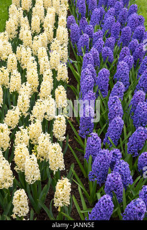 Colored hyacinth in Holland in spring Stock Photo - Alamy