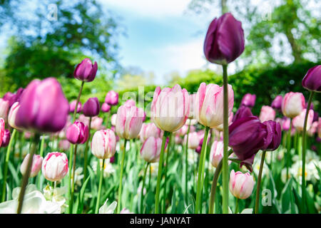 Amazing blooming tulips in the spring city park. Sunny day Stock Photo ...